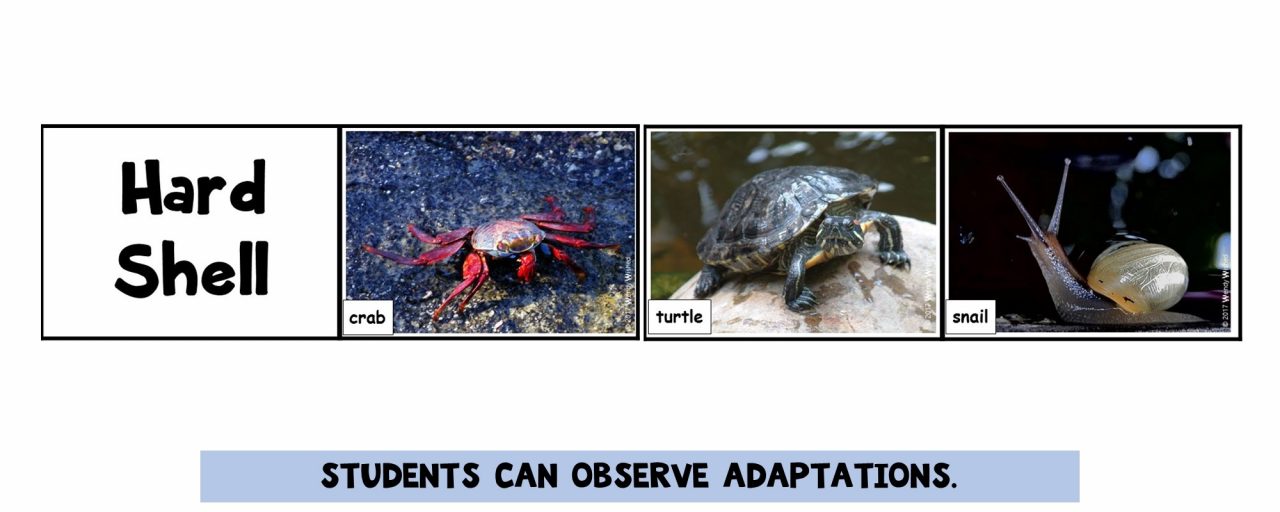 Plant and Animal Adaptations Science Lesson Made Easy - Wendy Wished Blog