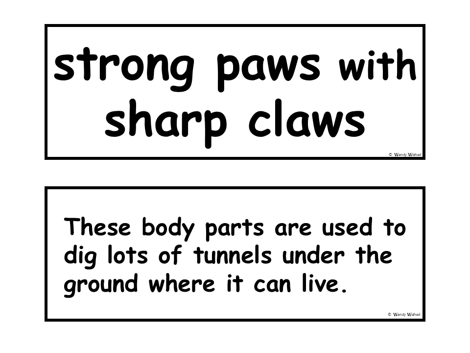 How to Use Groundhog Day to Teach an Animal Adaptations Science Lesson ...