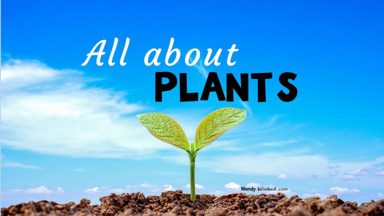 All About Plants: Watch Your Kids' Knowledge Bloom - Wendy Wished Blog